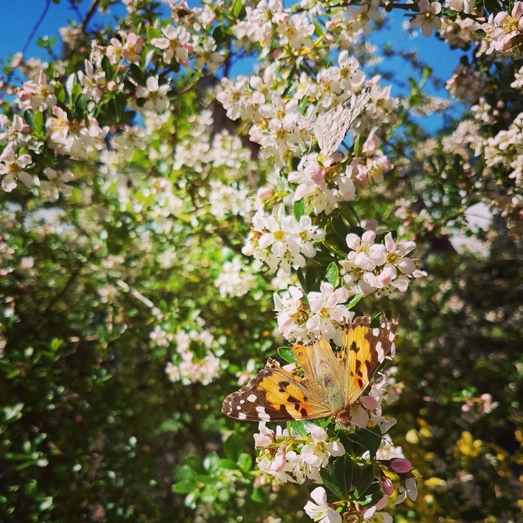 Ohrakupunktur – Antje Jurock